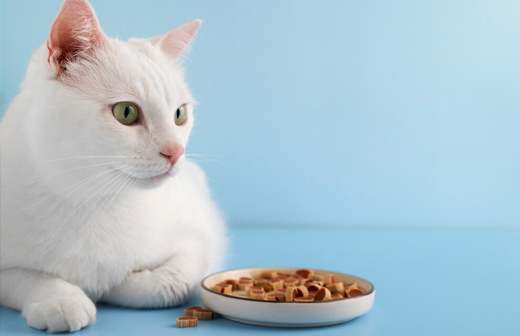 Morin - L'alimentation pour chat, quelques astuces et conseils pour ...