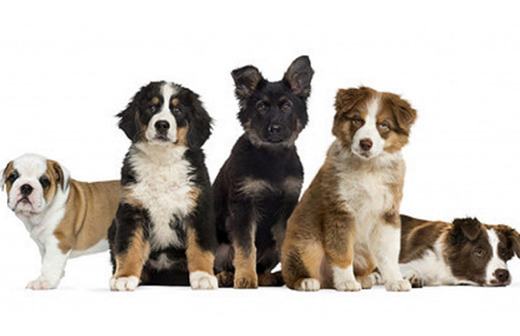 Morin - Quelles sont les différentes races de chiens et comment ...